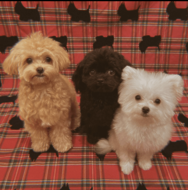 【YouTuber】AmeLIFEって何者？職業や年齢について調査！